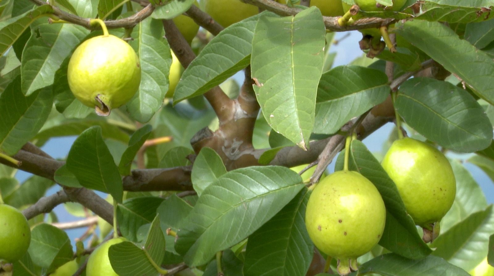 “GUAYABA DE CALVILLO BUSCA SU DISTINTIVO INTERNACIONAL: LA UAA ENTREGA ...